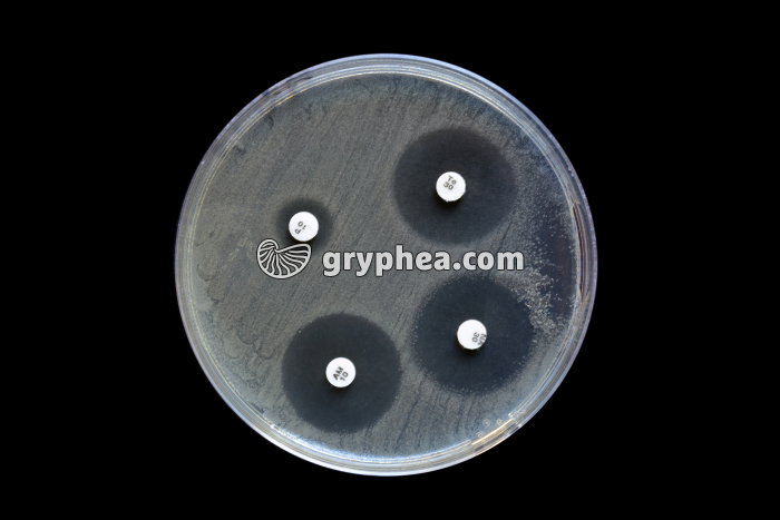 Antibiogramme (test de l'efficacité de 4 antibiotiques) - Photo EN ...
