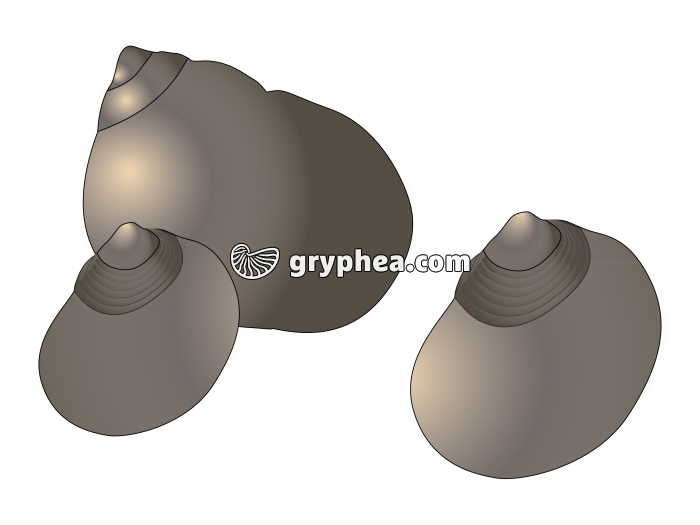 Bigorneaux (mollusques gastéropodes) - infographie - Photo IF 2760007 ...