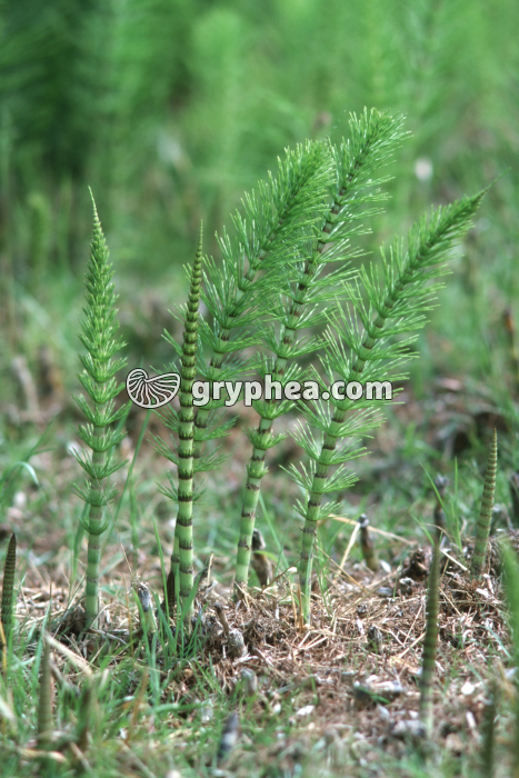 Grande Prêle - Jeunes tiges stériles (Equisetum telmateia) - Photo L ...