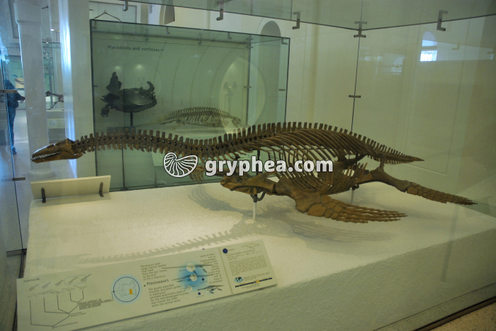 Plésiosaure - squelette (Cryptocleidus oxoniensis, Jurassique supérieur ...