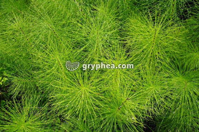 Grande Prêle - tiges stériles chlorophylliennes (Equisetum telmateia ...