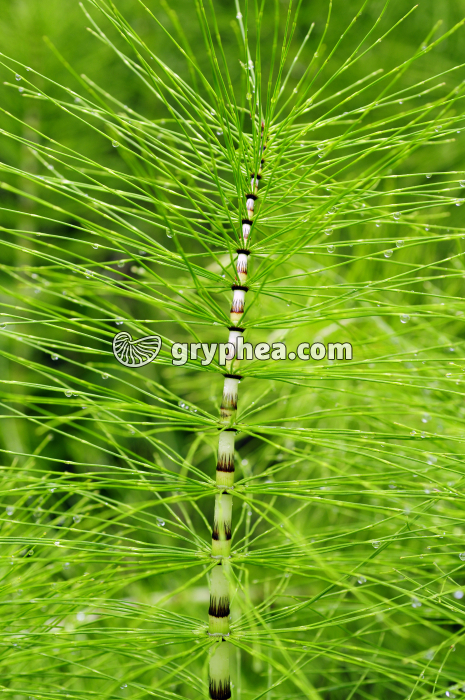 Grande Prêle - détail d'une tige stérile (Equisetum telmateia) - Photo ...