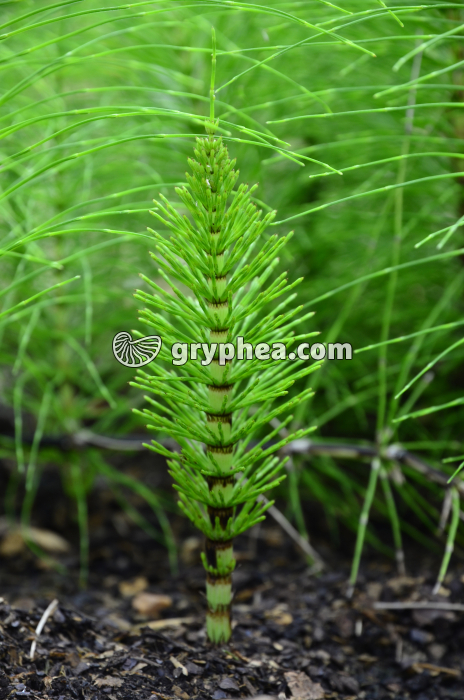 Grande Prêle - Tige stérile jeune (Equisetum telmateia) - Photo YN ...