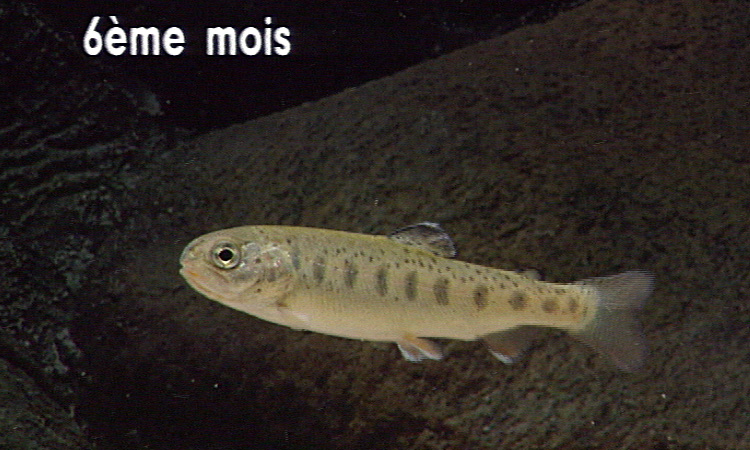 La reproduction de la Truite en pisciculture - 8 mn 13s - Vidéo VID 0 ...